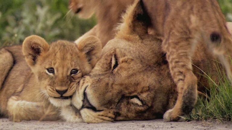 Planet Earth II (2016) | Watch Free Documentaries Online